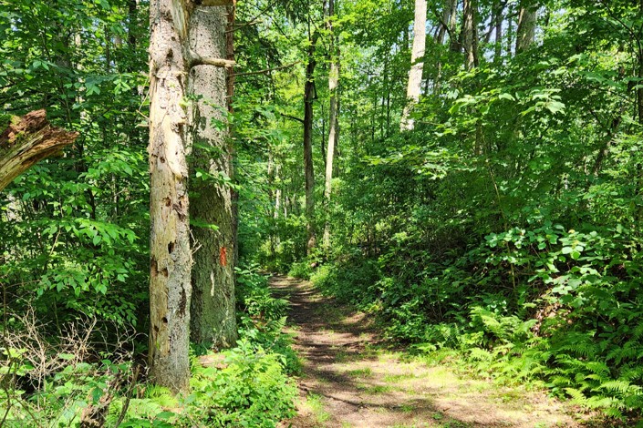 Bob’s Path – Rural Progressive Voices